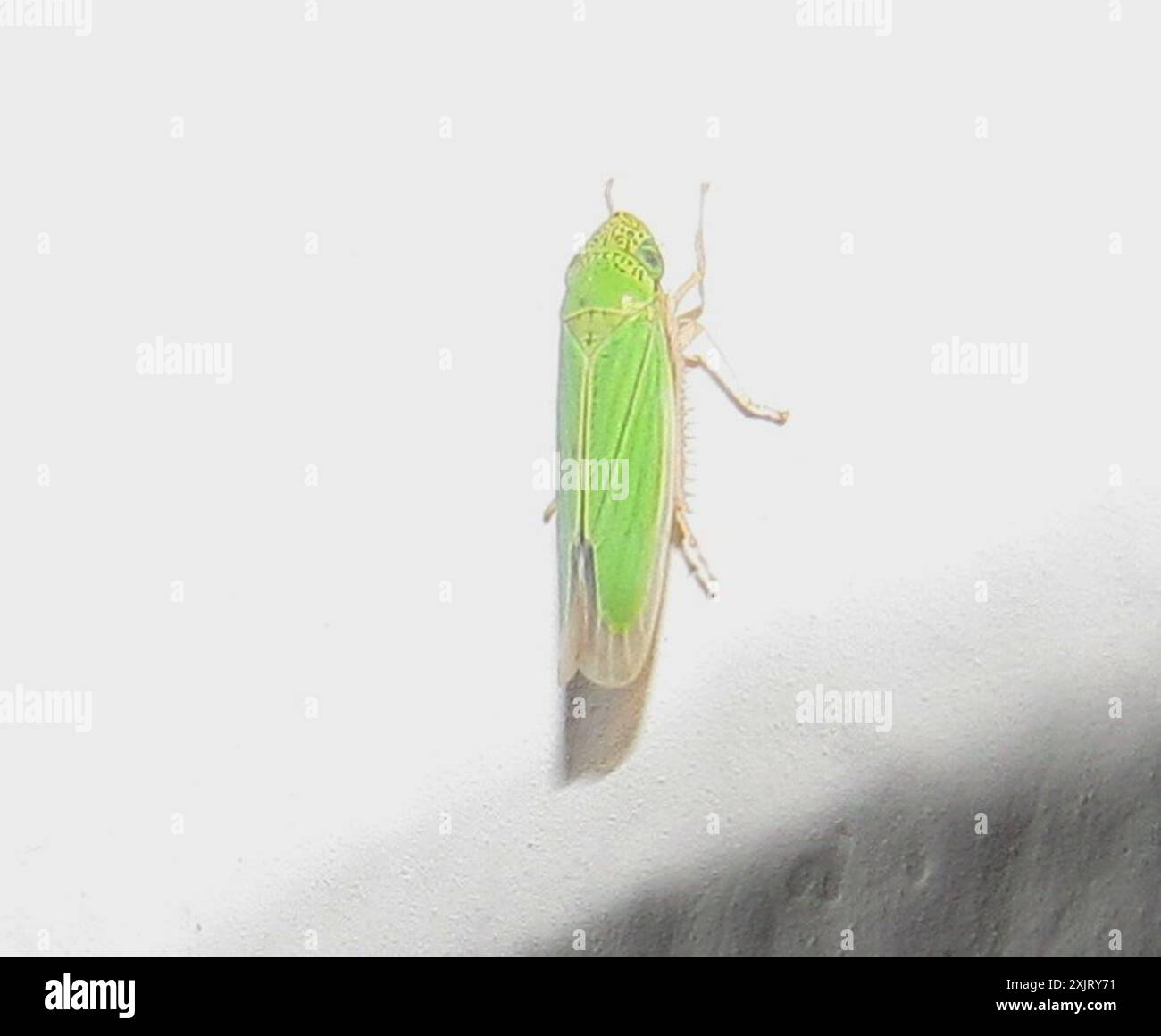 Common Green Leafhopper (Hortensia similis) Insecta Stock Photo - Alamy