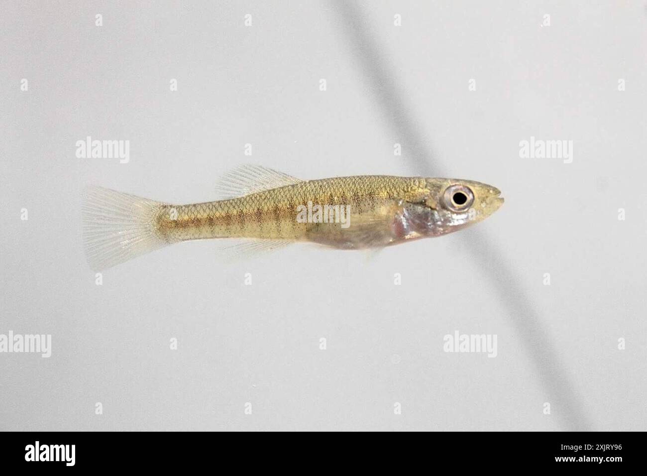 Banded Killifish (Fundulus diaphanus) Actinopterygii Stock Photo - Alamy