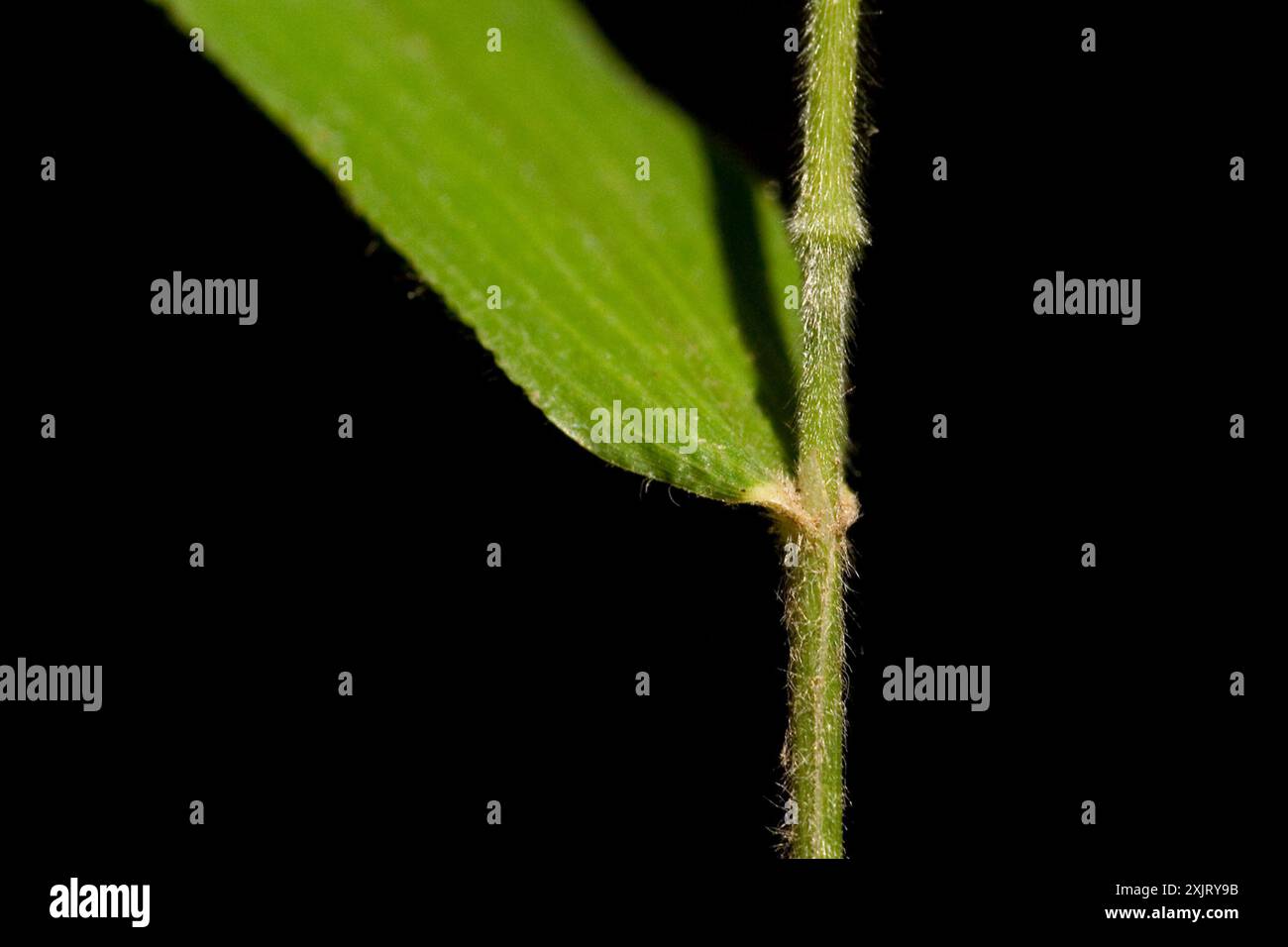 Long-awned Wood Grass (Brachyelytrum erectum) Plantae Stock Photo - Alamy