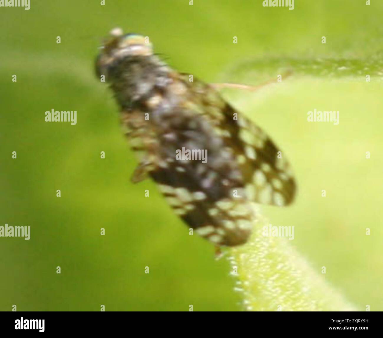 Sunflower Seed Maggot (Neotephritis finalis) Insecta Stock Photo - Alamy