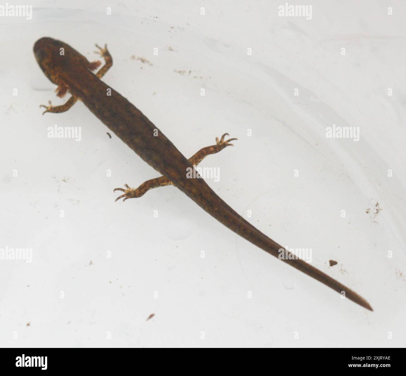 Northern Two-lined Salamander (Eurycea bislineata) Amphibia Stock Photo ...