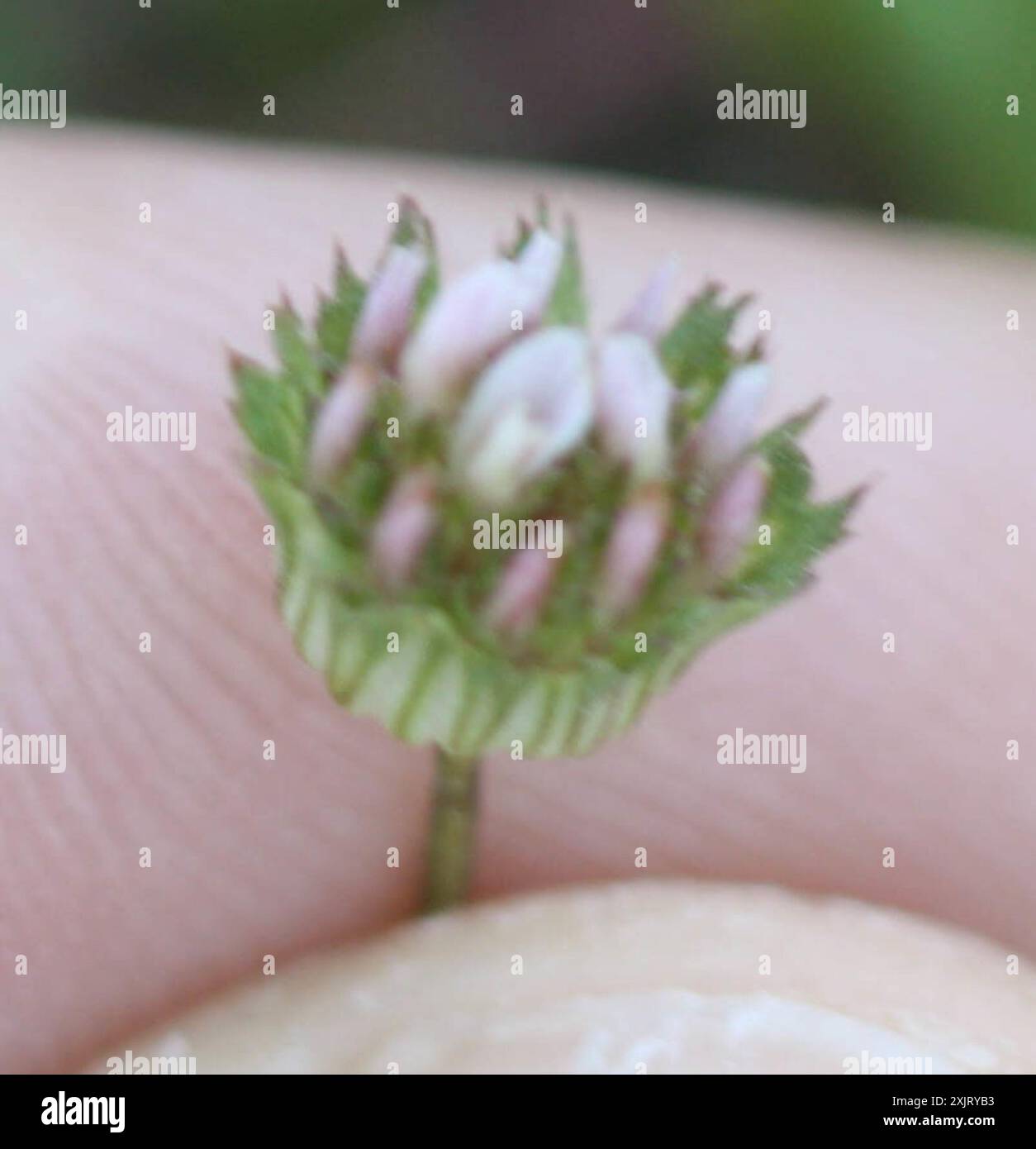 thimble clover (Trifolium microdon) Plantae Stock Photo - Alamy