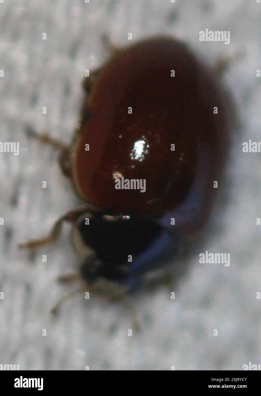 Oblong Lady Beetles (Hippodamia) Insecta Stock Photo - Alamy
