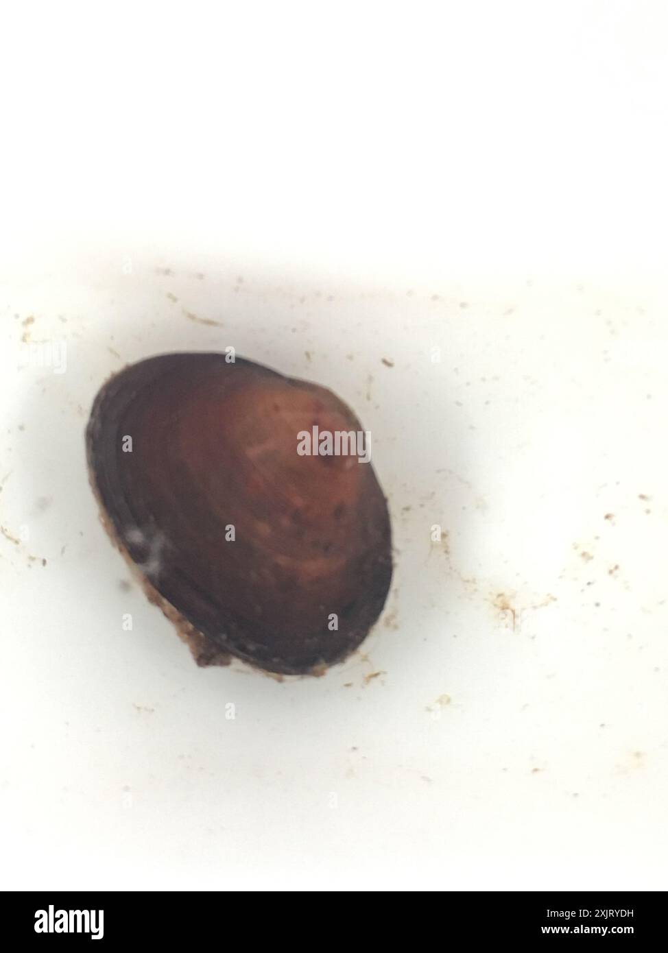 Grooved Fingernailclam (Sphaerium simile) Mollusca Stock Photo - Alamy