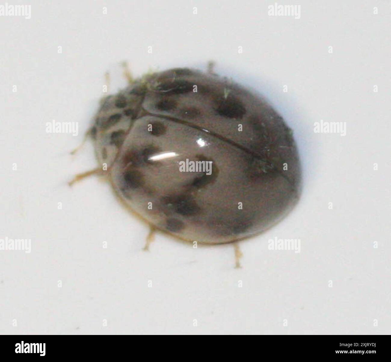 Ashy gray lady beetle hi-res stock photography and images - Alamy