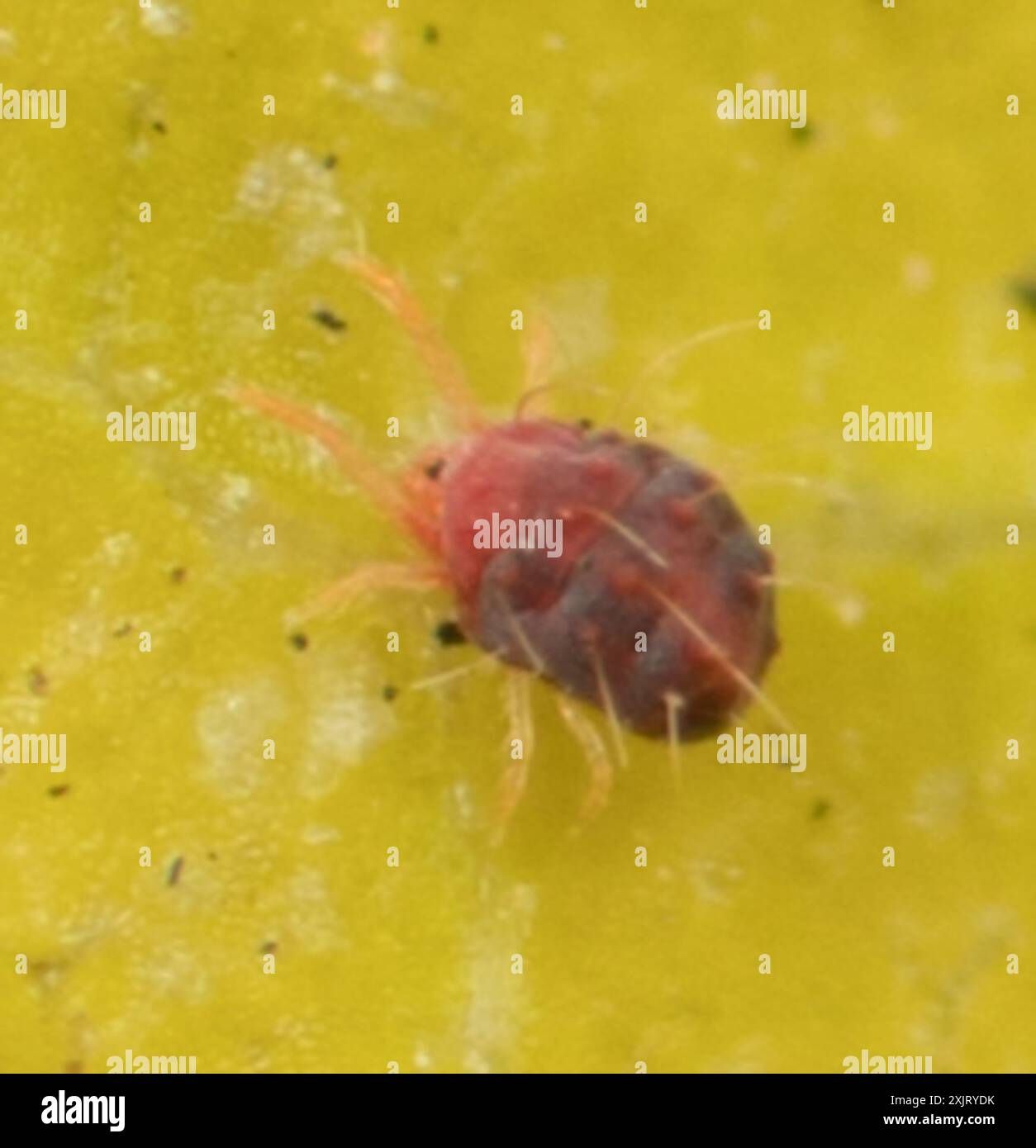 Spider Mites (Tetranychidae) Arachnida Stock Photo - Alamy