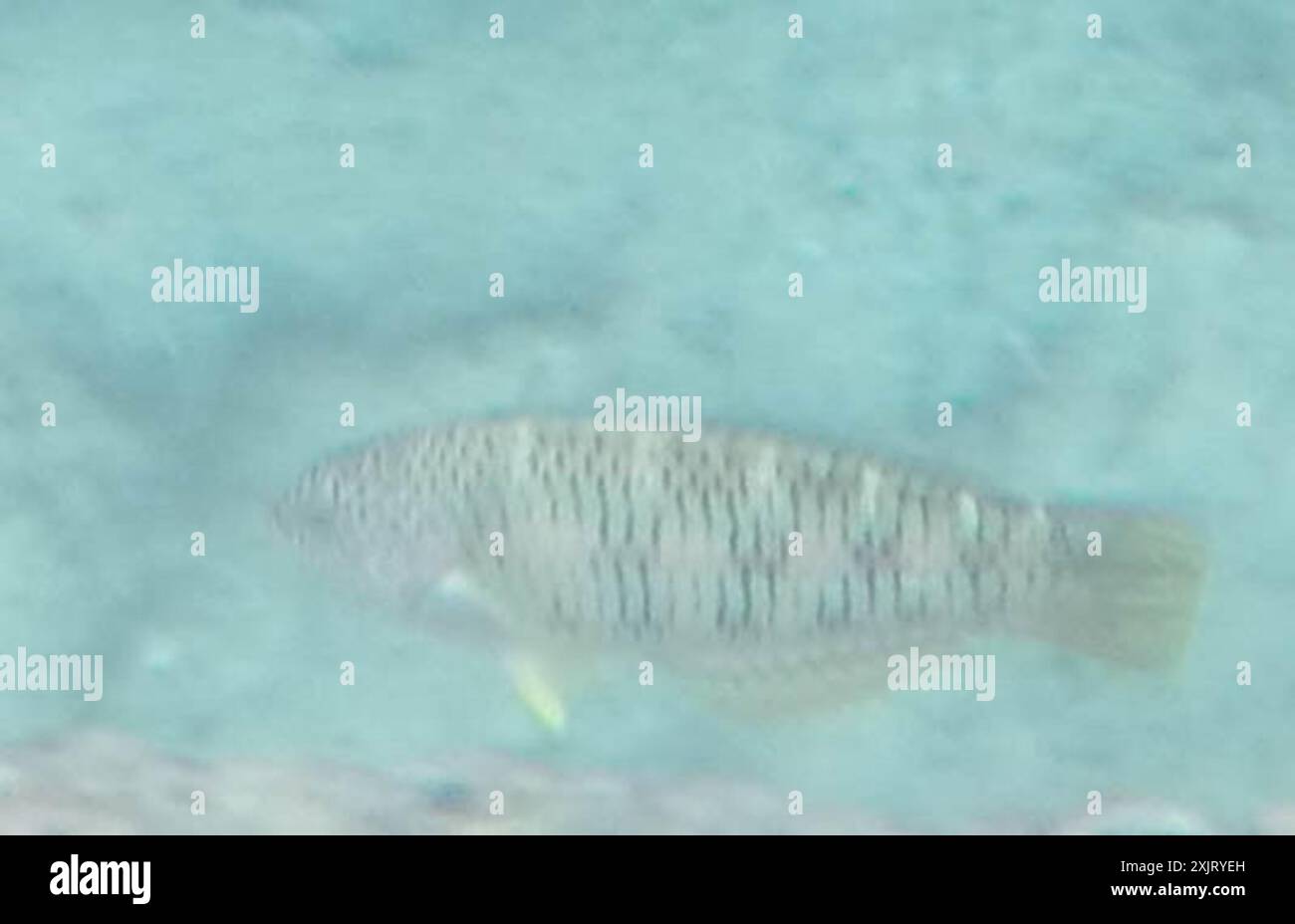 Christmas Wrasse (Thalassoma trilobatum) Actinopterygii Stock Photo - Alamy