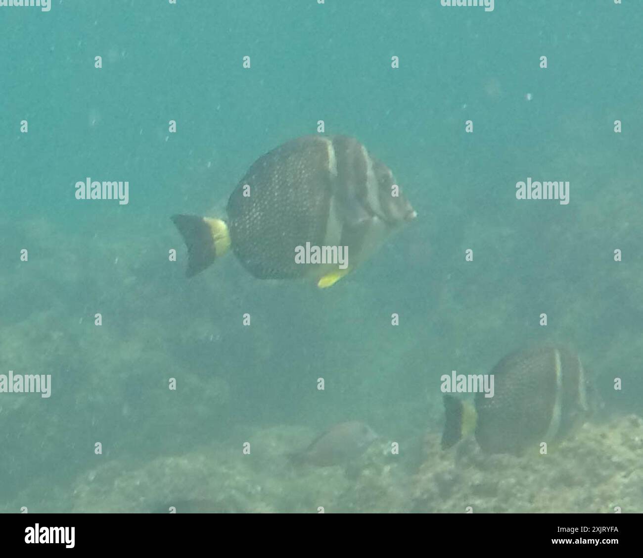 Whitespotted Surgeonfish (Acanthurus guttatus) Actinopterygii Stock ...