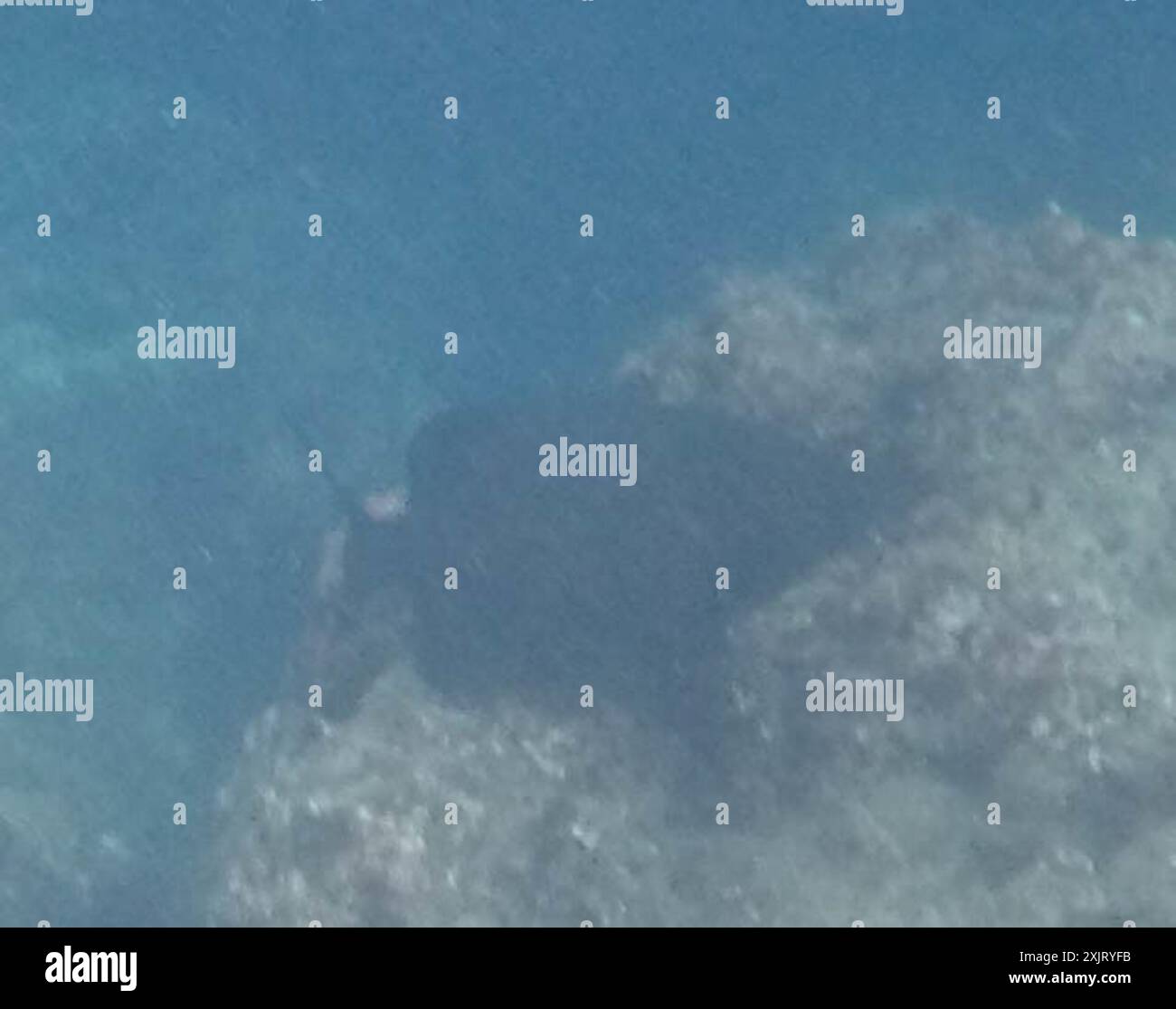 Ray-finned Fishes (Actinopterygii) Actinopterygii Stock Photo - Alamy