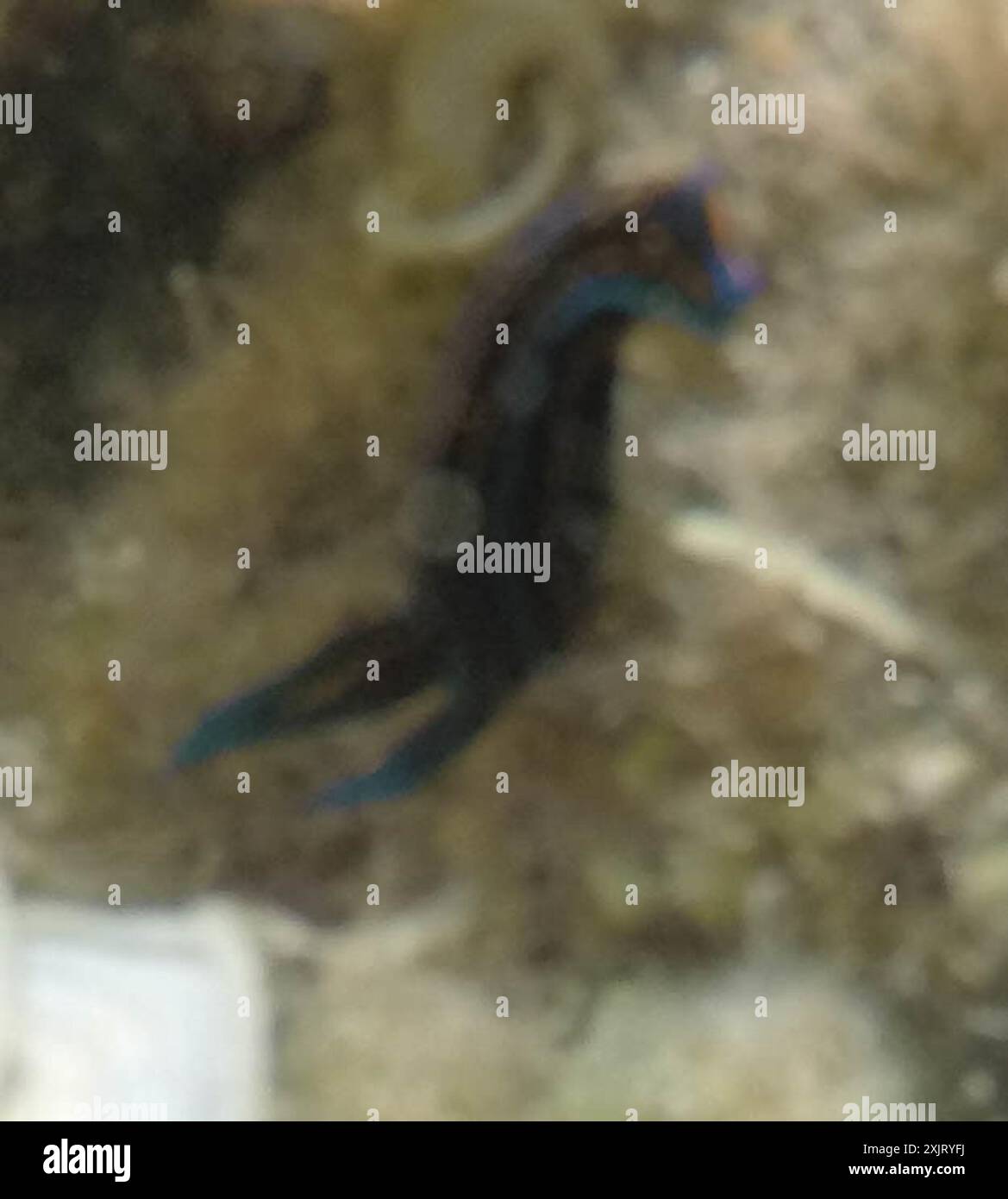 Swallowtail Headshield Slug (Chelidonura hirundinina) Mollusca Stock ...