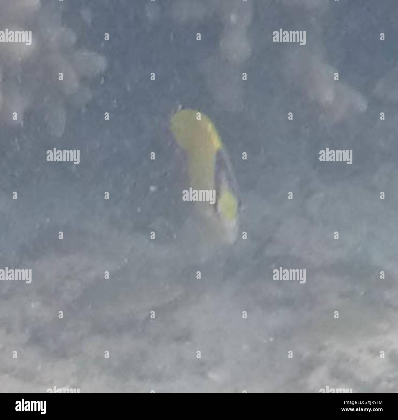 Milletseed Butterflyfish (Chaetodon miliaris) Actinopterygii Stock ...