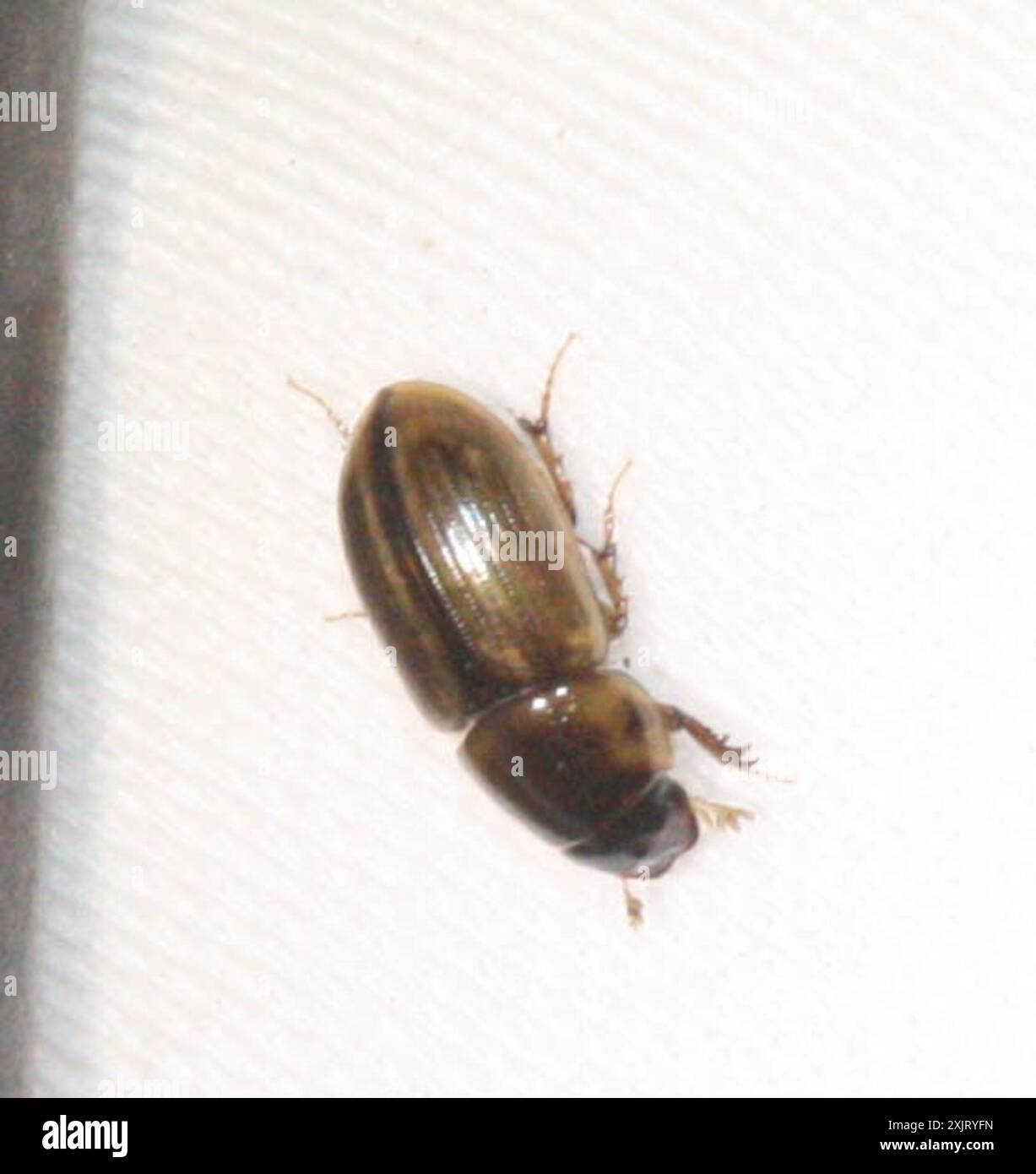 Small Dung Beetles (Aphodiinae) Insecta Stock Photo - Alamy