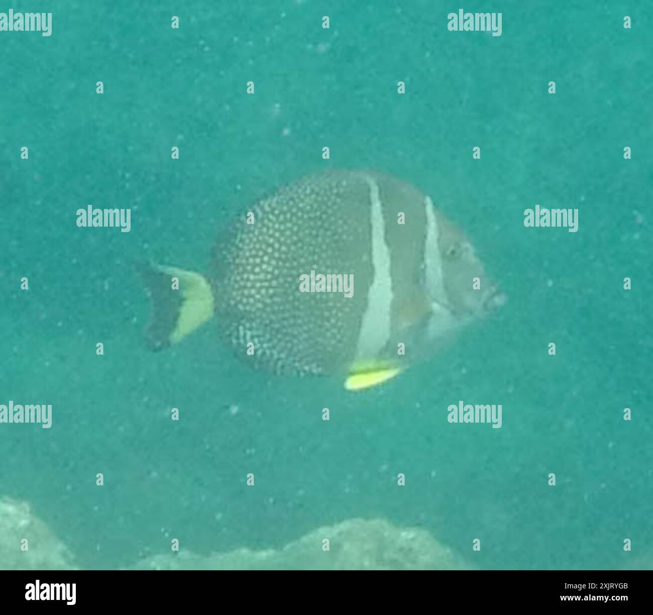 Whitespotted Surgeonfish (Acanthurus guttatus) Actinopterygii Stock ...