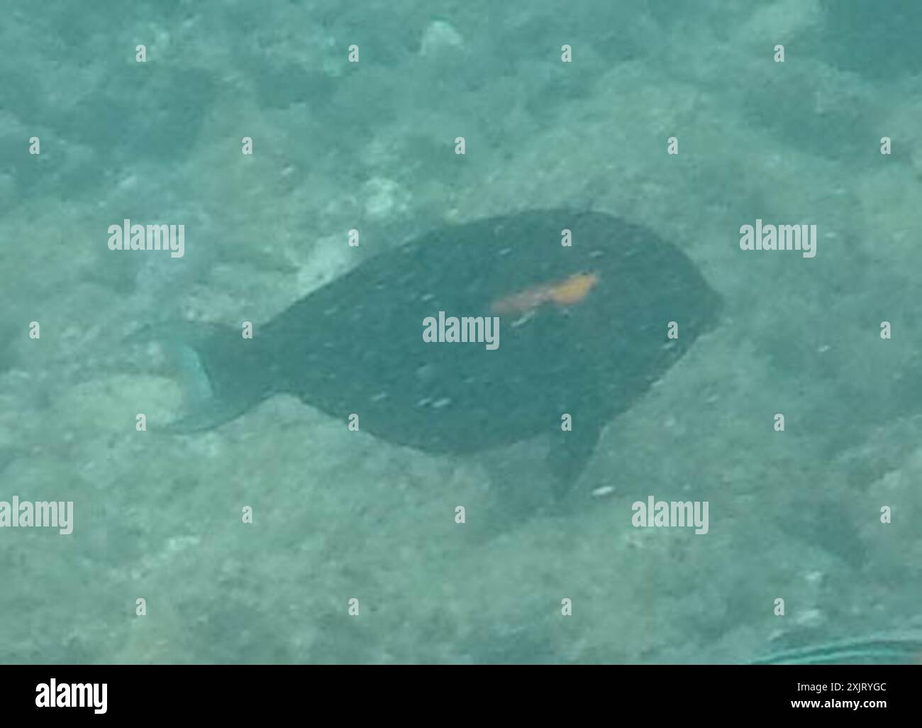 Acanthurus olivaceus hi-res stock photography and images - Alamy