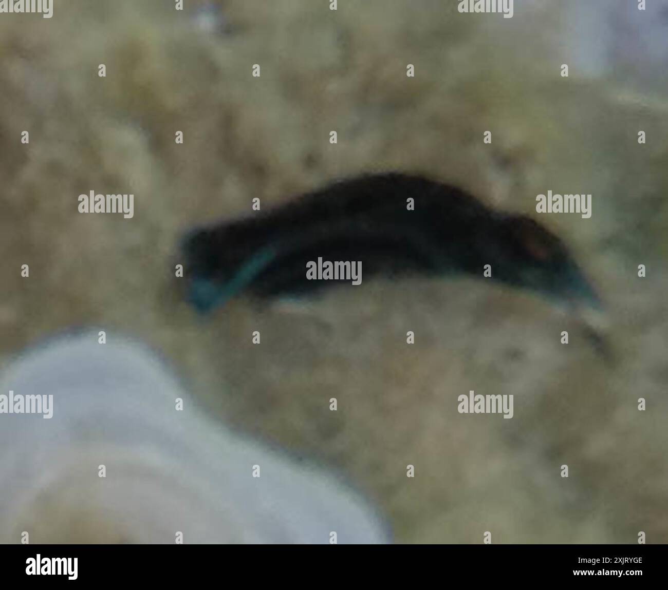 Swallowtail Headshield Slug (Chelidonura hirundinina) Mollusca Stock ...