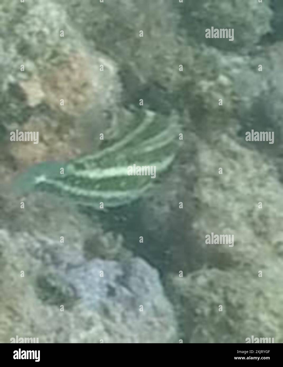 Parrotfishes (Scarini) Actinopterygii Stock Photo - Alamy