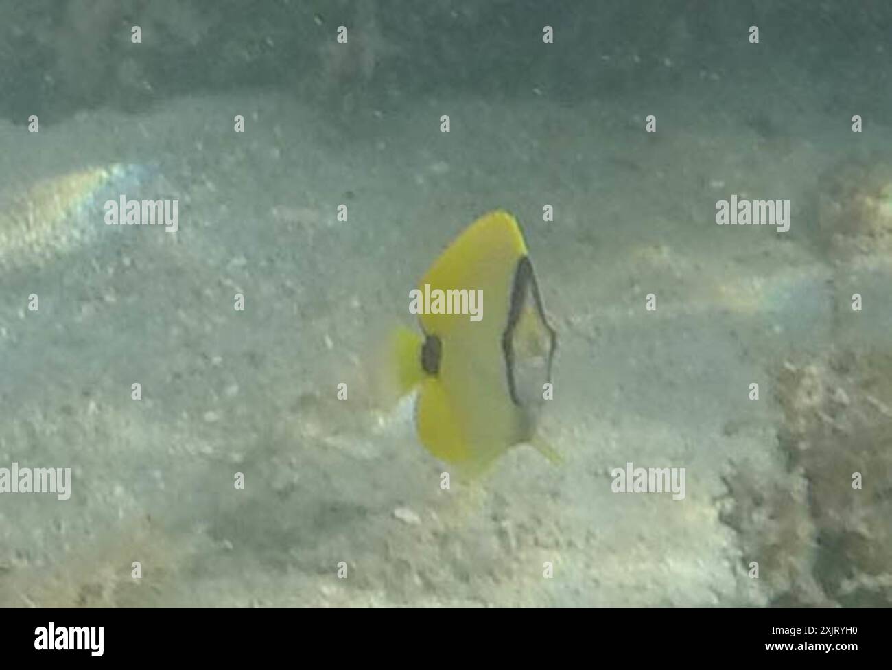 Milletseed Butterflyfish (Chaetodon miliaris) Actinopterygii Stock ...