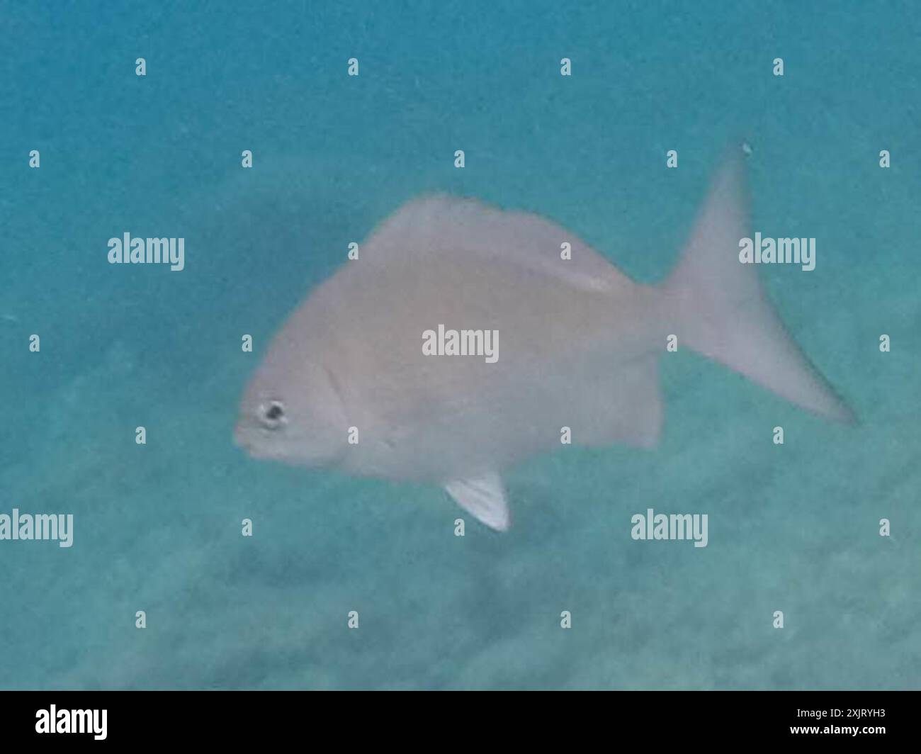Highfin Chub (Kyphosus cinerascens) Actinopterygii Stock Photo - Alamy