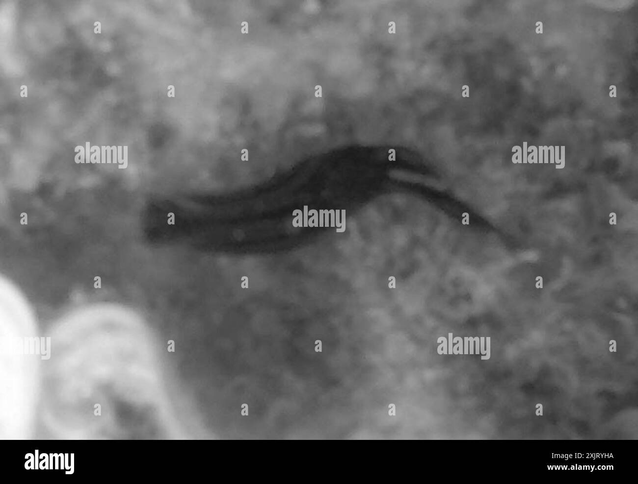 Swallowtail Headshield Slug (Chelidonura hirundinina) Mollusca Stock ...