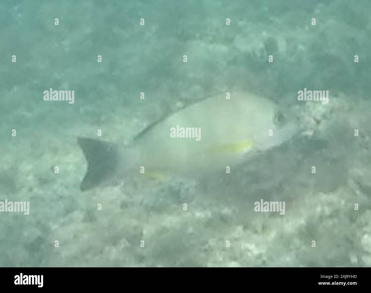 Lutjanus fulvus hi-res stock photography and images - Alamy