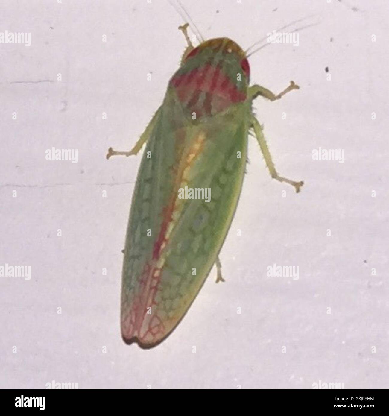 Eight-lined Leafhopper (Gyponana octolineata) Insecta Stock Photo - Alamy