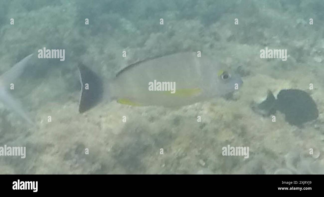 Blacktail Snapper (Lutjanus fulvus) Actinopterygii Stock Photo - Alamy