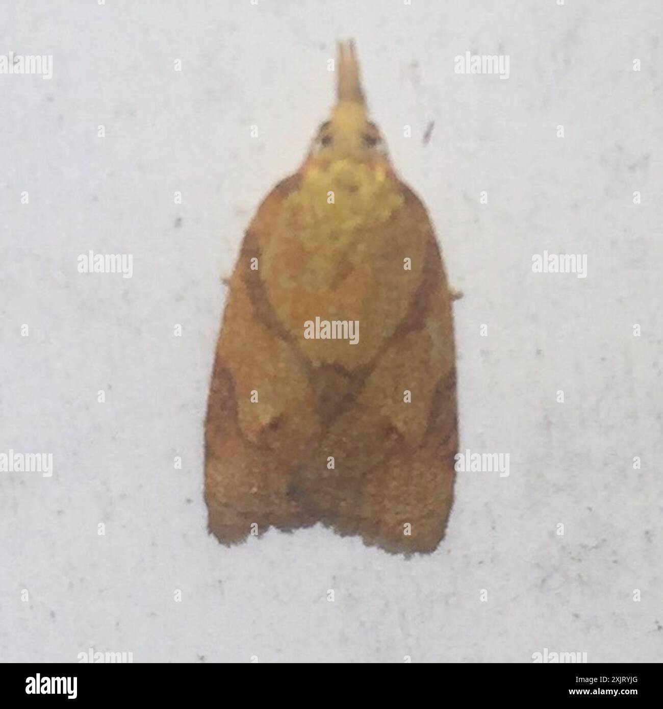 Reticulated Fruitworm Moth (Cenopis reticulatana) Insecta Stock Photo ...