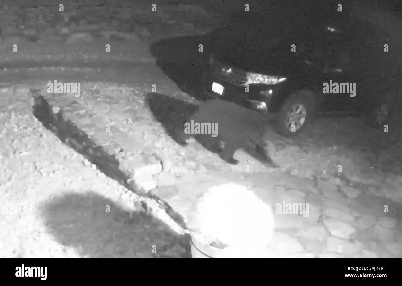 Eastern Black Bear (Ursus americanus americanus) Mammalia Stock Photo ...