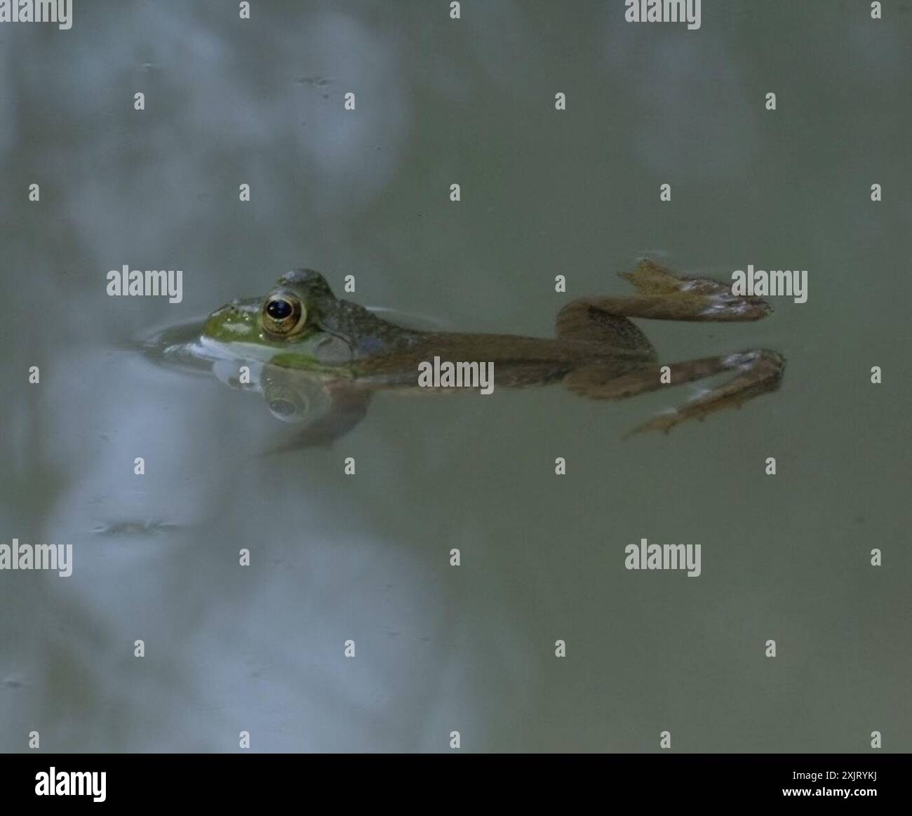 American Bullfrog (Lithobates catesbeianus) Amphibia Stock Photo - Alamy