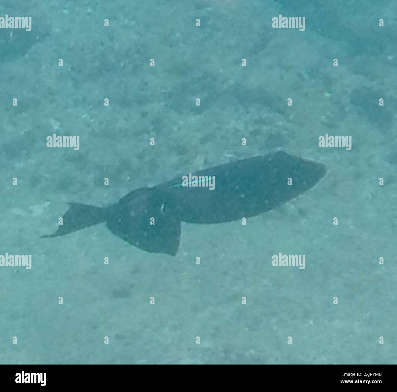 Black Triggerfish (Melichthys niger) Actinopterygii Stock Photo - Alamy