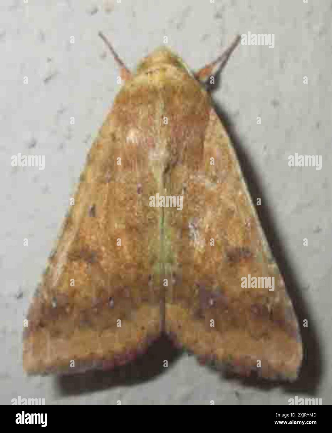 Cotton Bollworm Moth (Helicoverpa armigera) Insecta Stock Photo - Alamy
