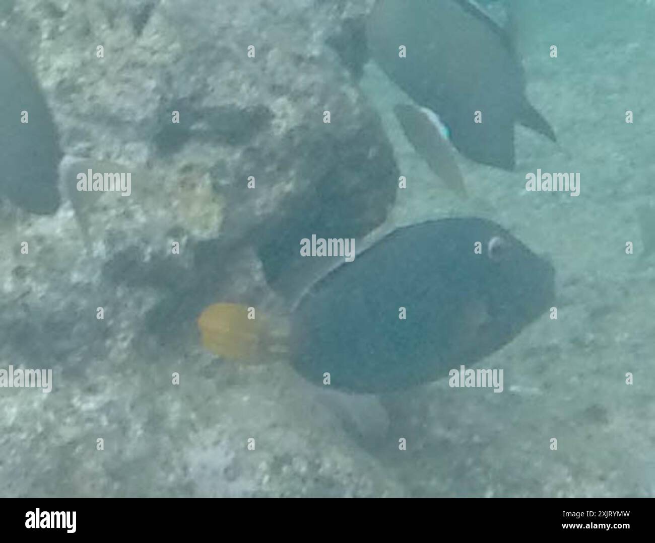 Barred Filefish (Cantherhines dumerilii) Actinopterygii Stock Photo - Alamy