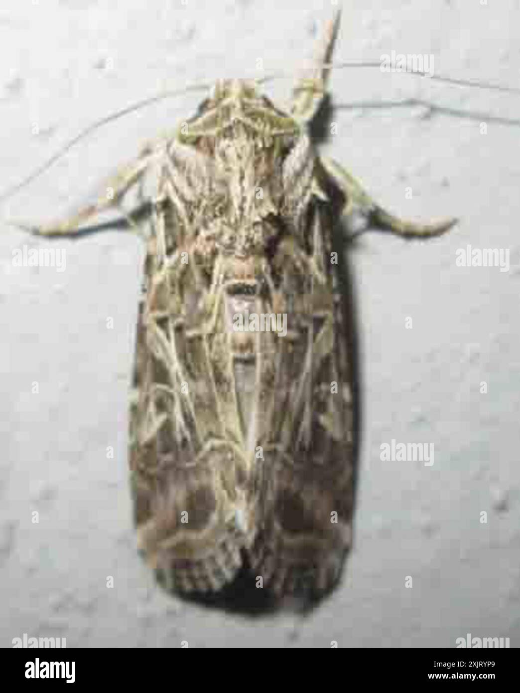 Mediterranean Brocade (Spodoptera littoralis) Insecta Stock Photo - Alamy