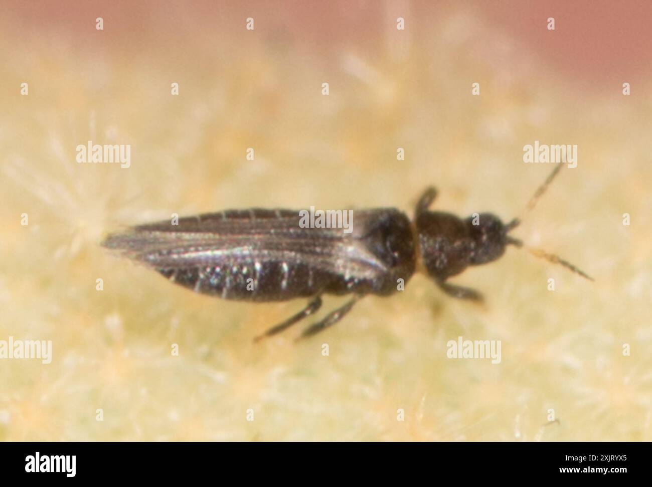 (Heterothrips pectinifer) Insecta Stock Photo - Alamy