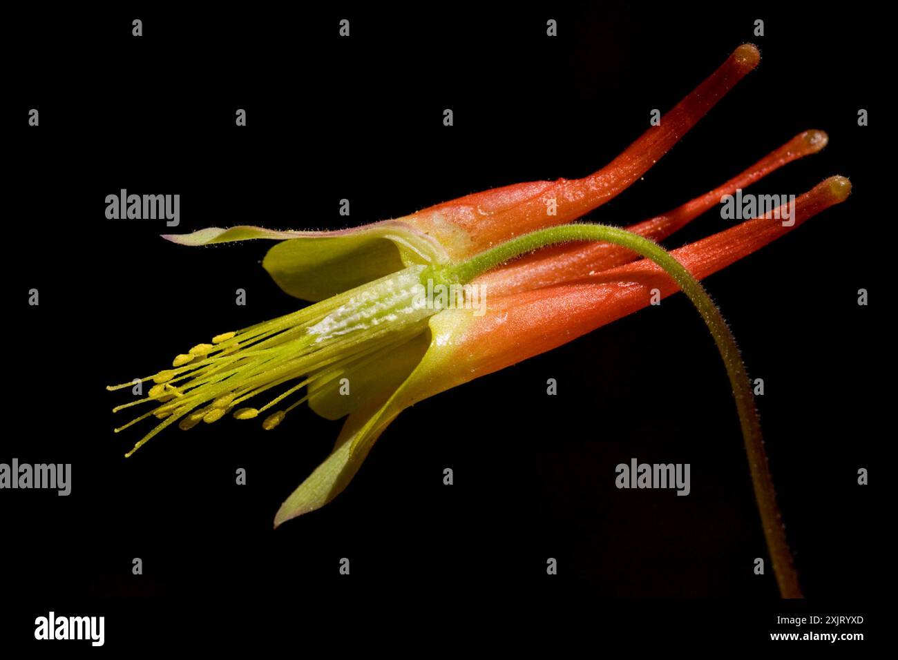 western red columbine (Aquilegia elegantula) Plantae Stock Photo - Alamy