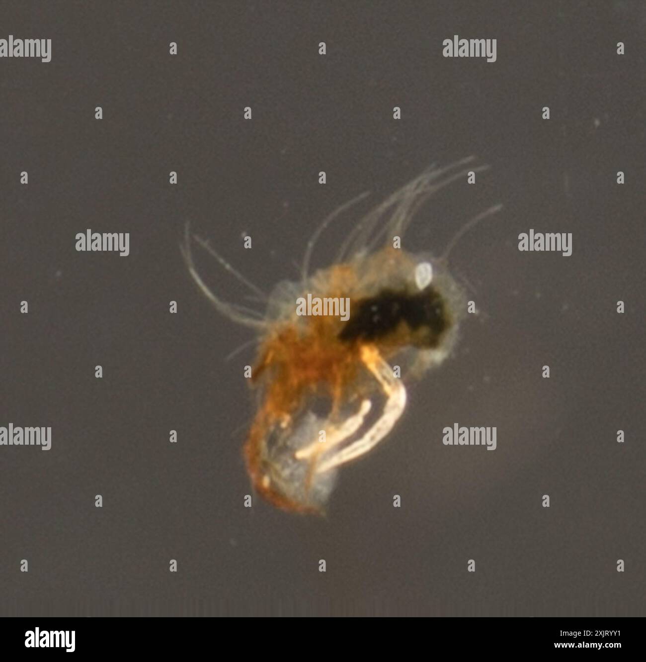 Spider Mites (Tetranychidae) Arachnida Stock Photo - Alamy