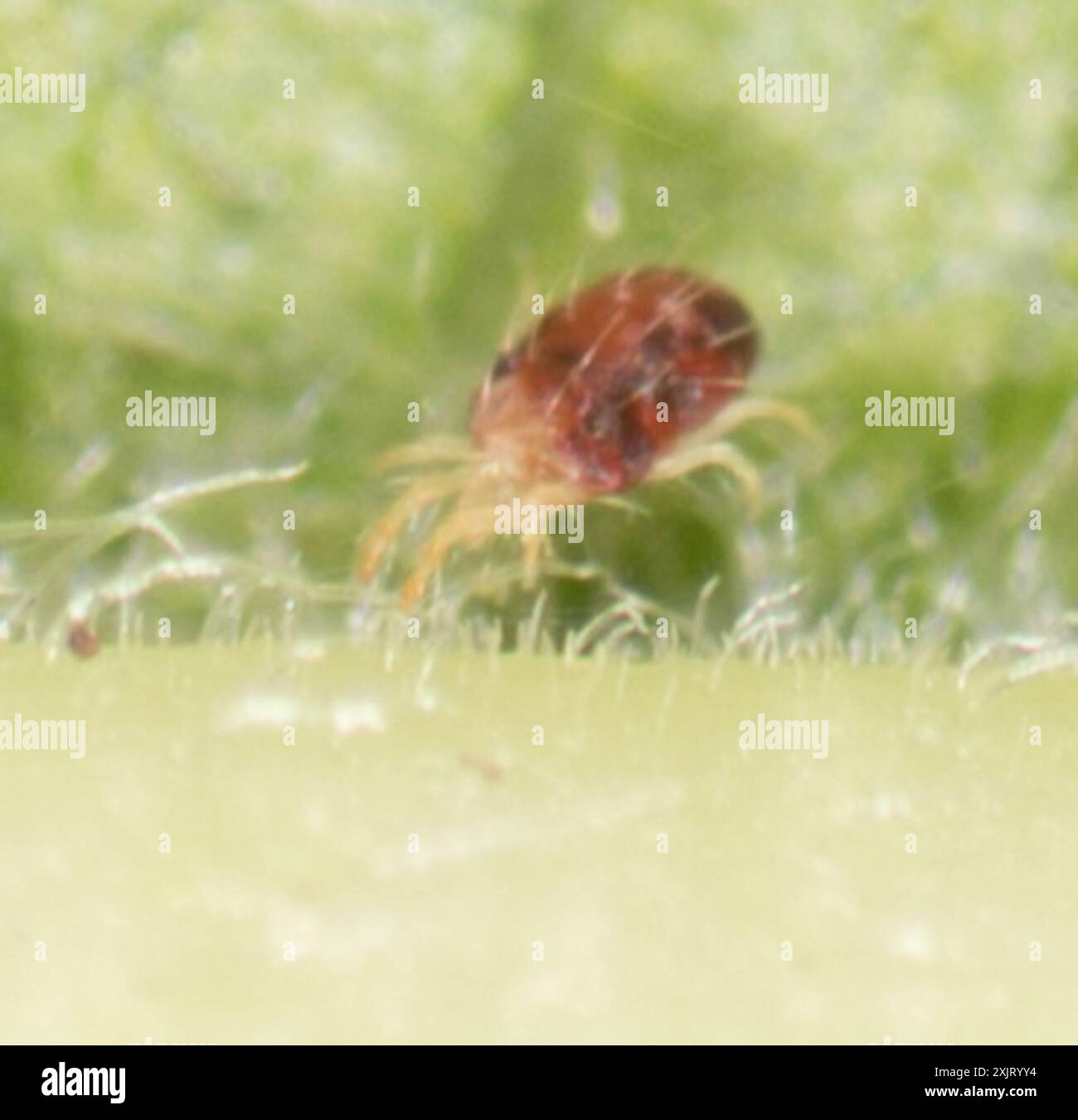Spider Mites (Tetranychidae) Arachnida Stock Photo - Alamy