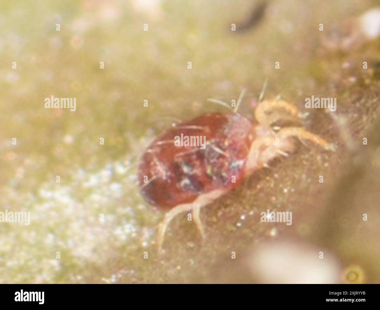 Spider Mites (Tetranychidae) Arachnida Stock Photo - Alamy