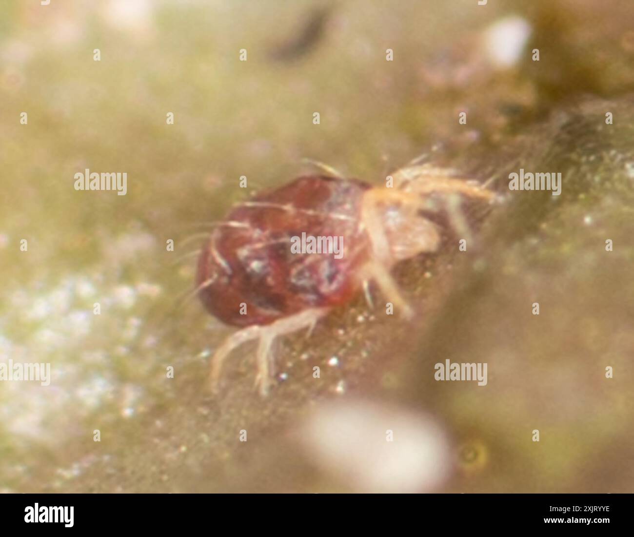 Spider Mites (Tetranychidae) Arachnida Stock Photo - Alamy