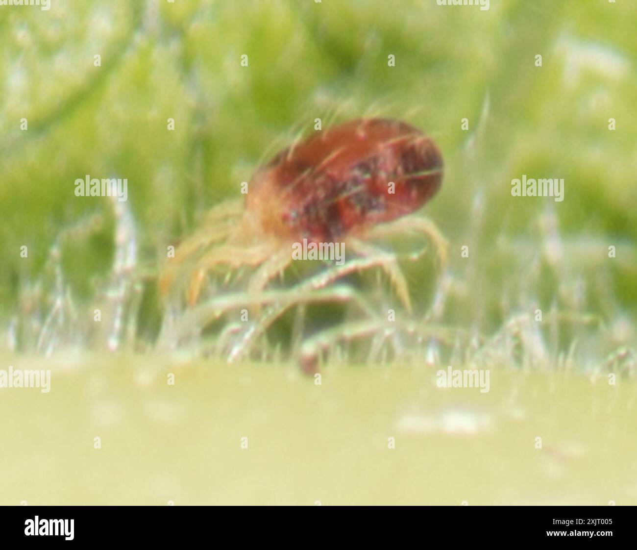 Spider Mites (Tetranychidae) Arachnida Stock Photo - Alamy