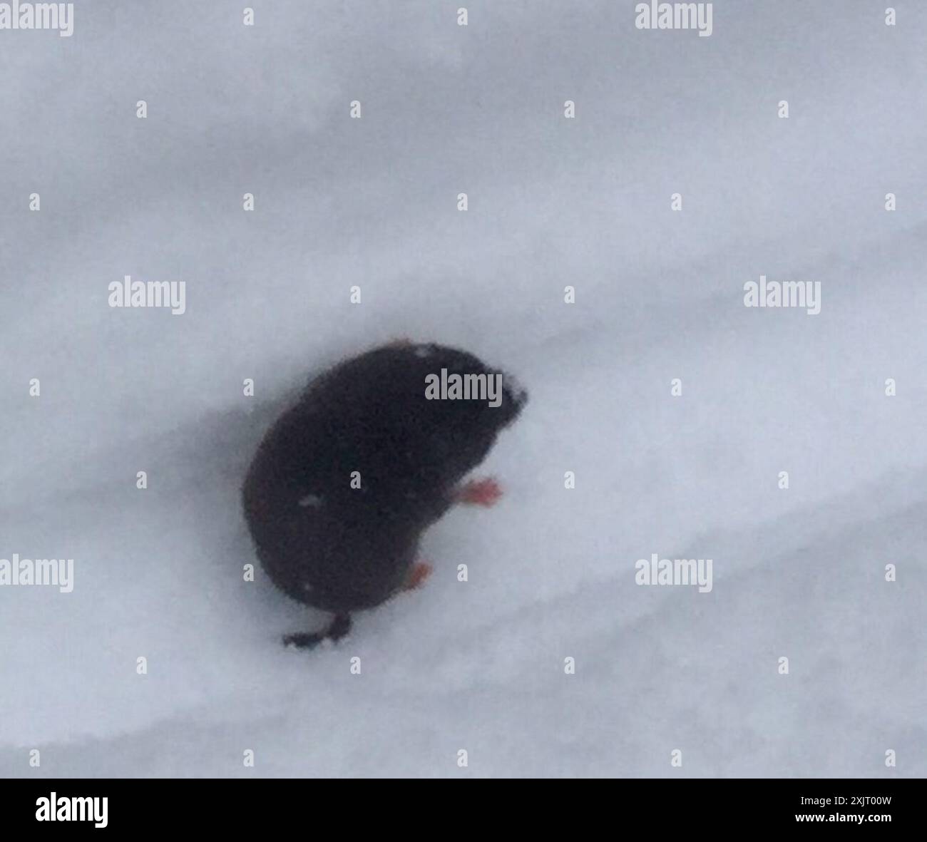Short tailed shrew hi-res stock photography and images - Alamy