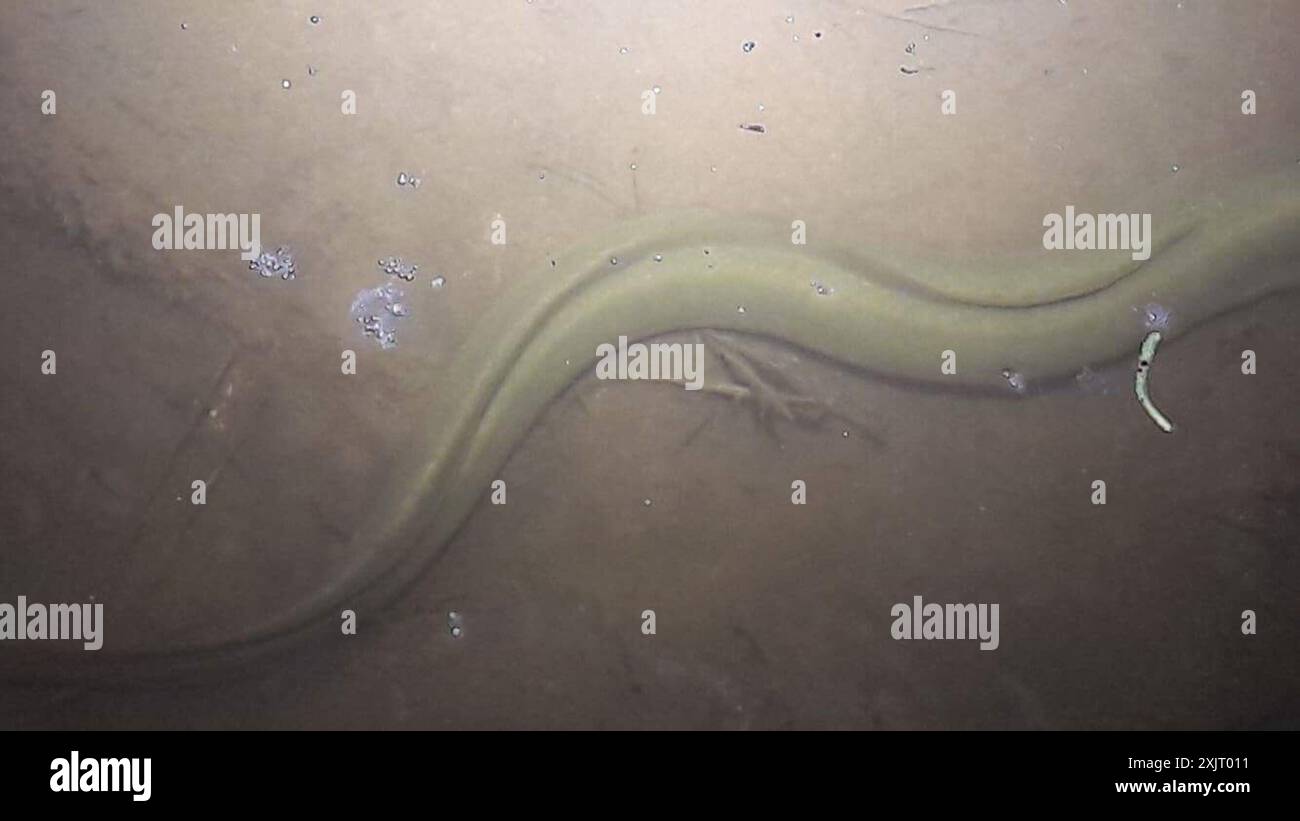 Short-finned Eel (Anguilla australis) Actinopterygii Stock Photo - Alamy