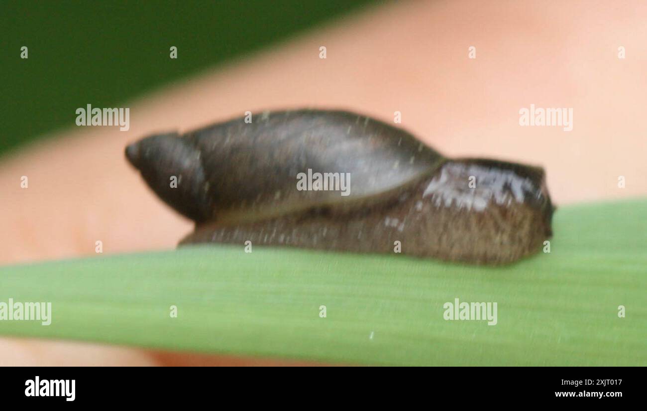 Amber Snails (Succineidae) Mollusca Stock Photo - Alamy