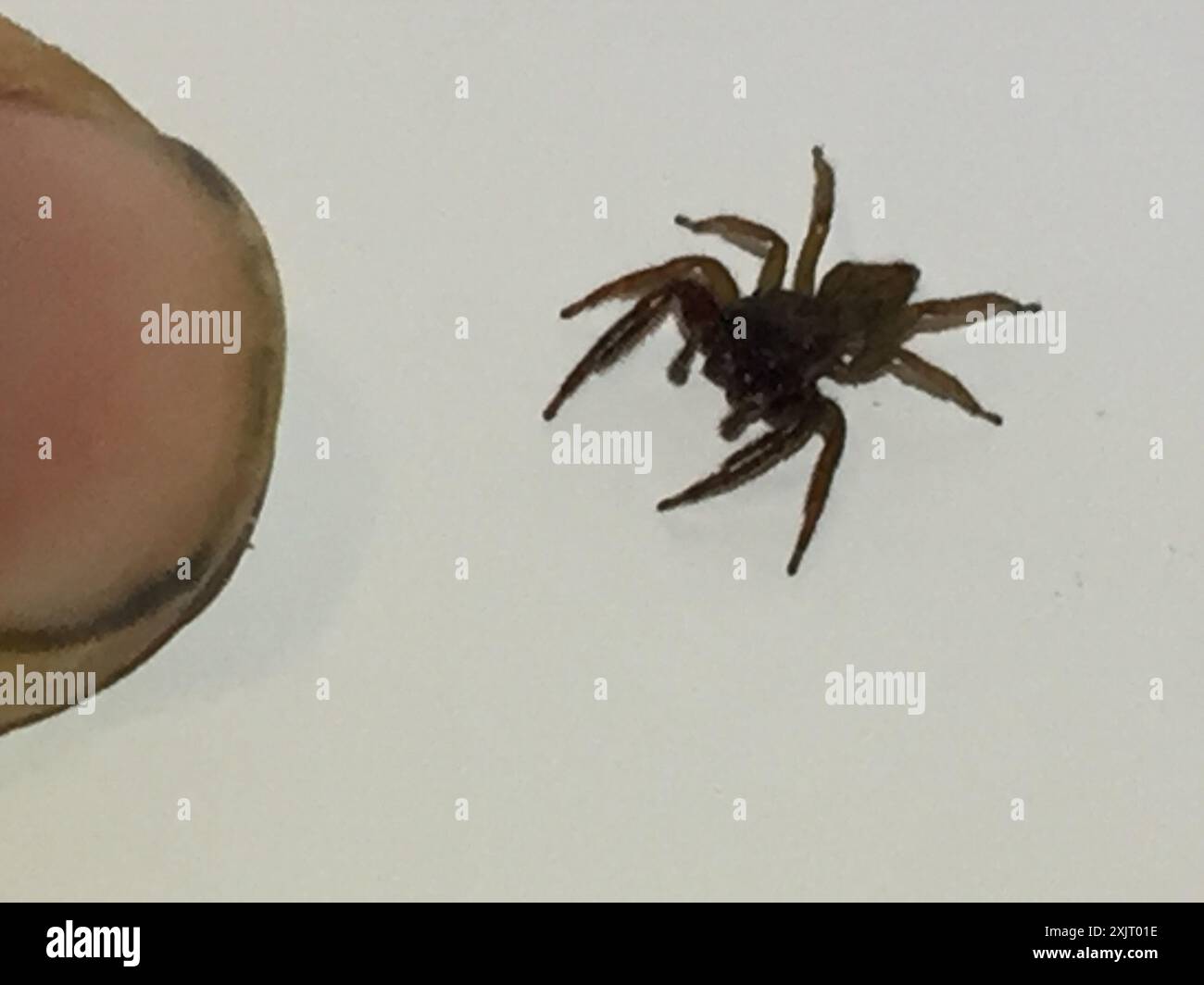 Golden brown jumping spider hi-res stock photography and images - Alamy