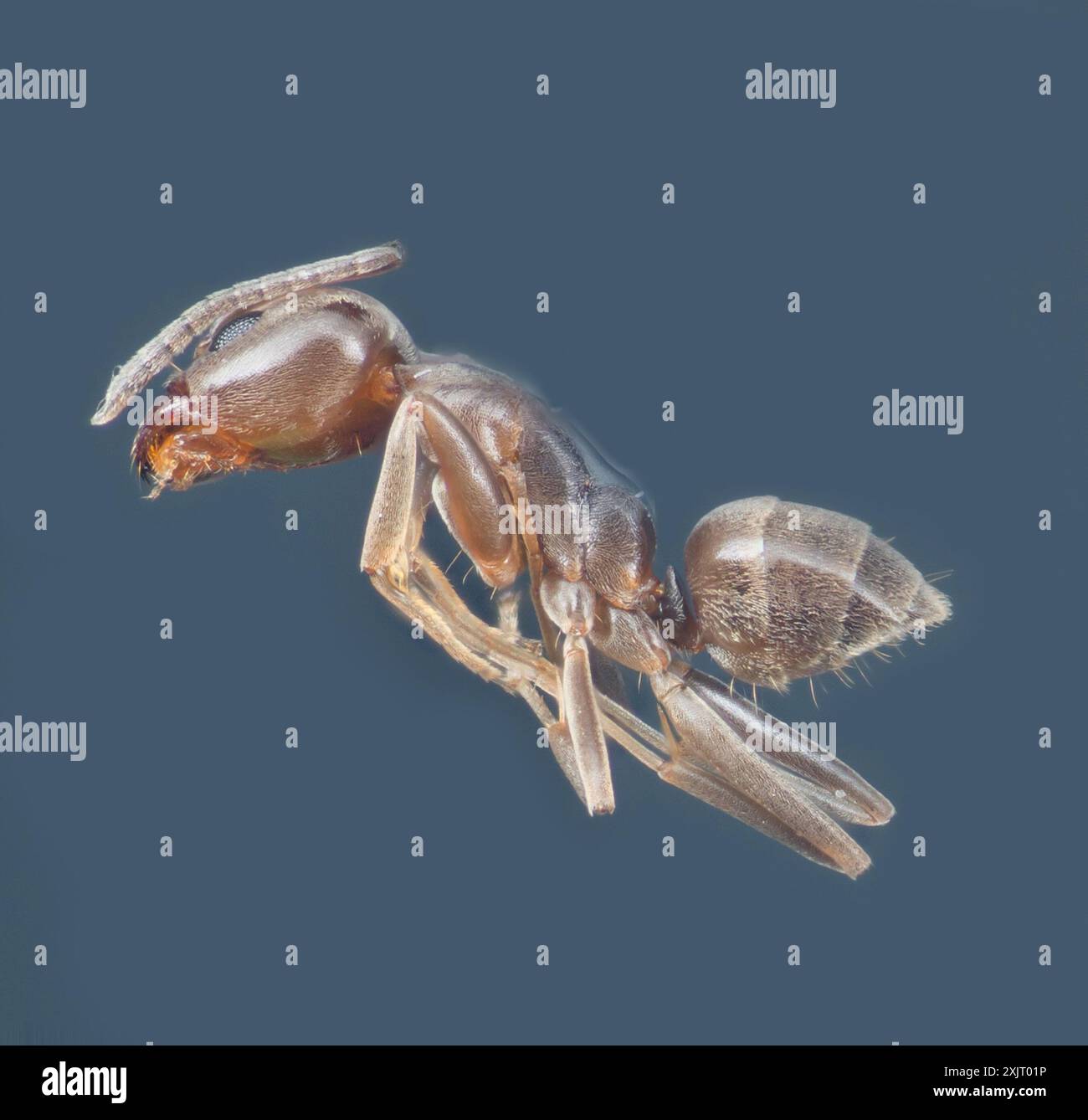 Argentine ant linepithema humile hi-res stock photography and images ...