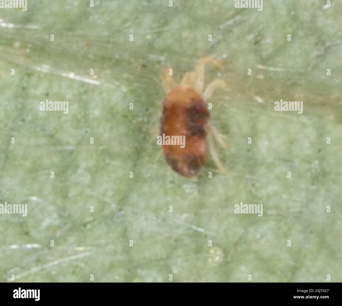 Spider Mites (Tetranychidae) Arachnida Stock Photo - Alamy