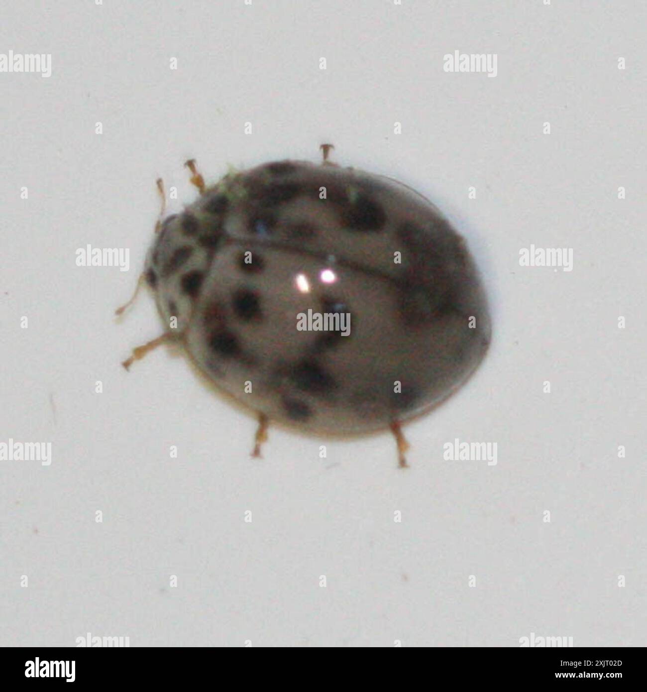 Ashy gray lady beetle hi-res stock photography and images - Alamy