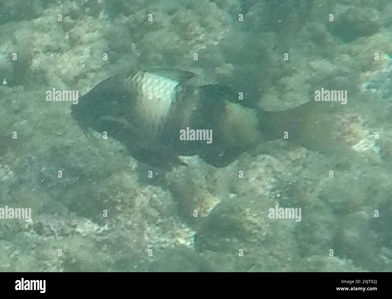 Manybar goatfish hi-res stock photography and images - Alamy