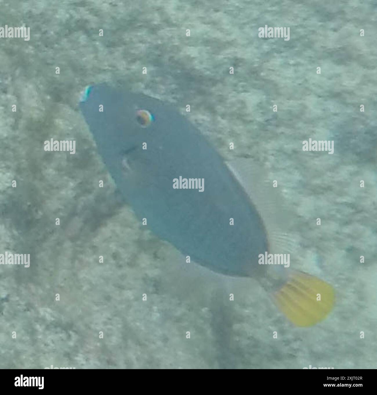 Barred Filefish (Cantherhines dumerilii) Actinopterygii Stock Photo - Alamy
