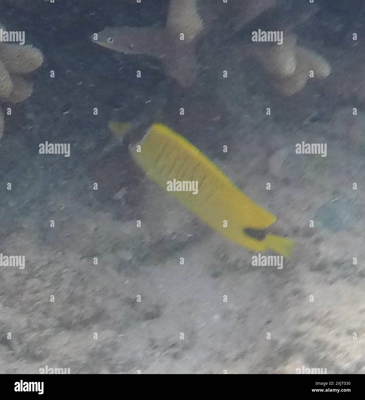 Milletseed Butterflyfish (Chaetodon miliaris) Actinopterygii Stock ...